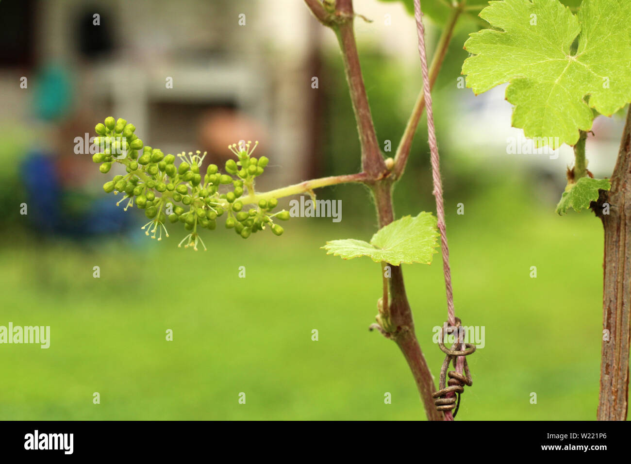 close-up of flowering grape vine, grapes bloom in summer day Stock ...