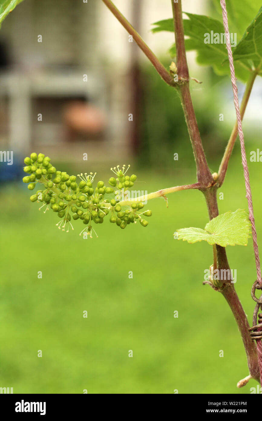 Grape vine flower buds in hi-res stock photography and images - Alamy