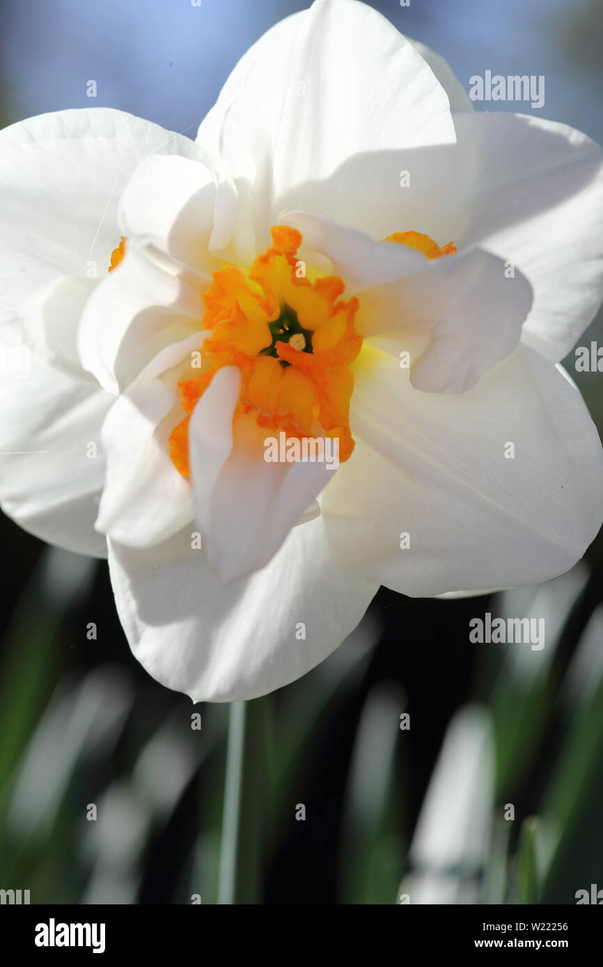 Daffodil flower head Stock Photo - Alamy
