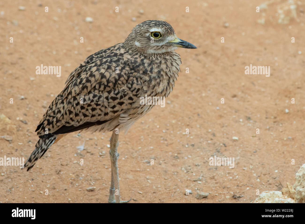 A spotted thick knee (Burhinus capensis) stands and looks around in the ...