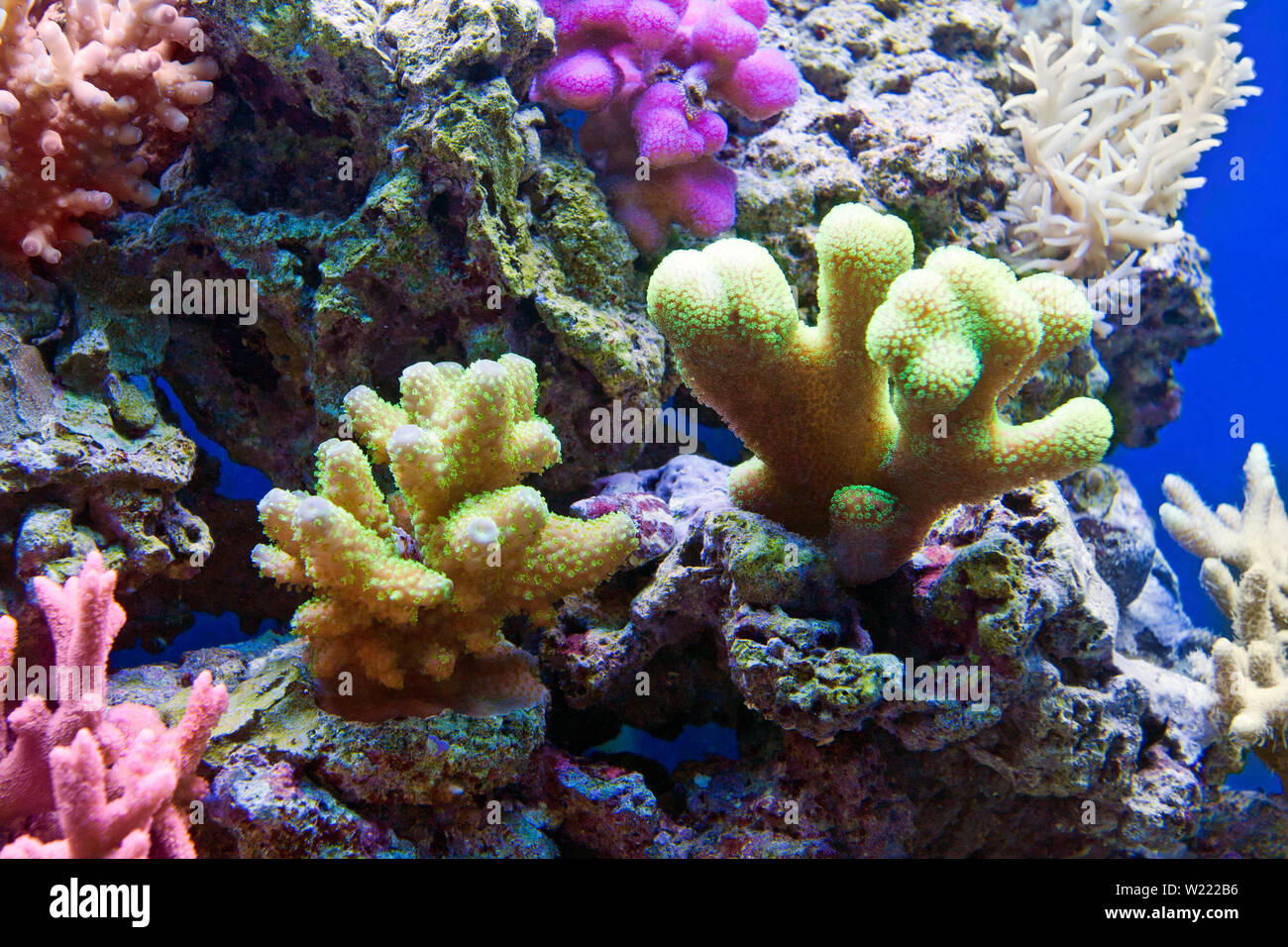 Corals in aquarium. Natural corals close up Stock Photo - Alamy