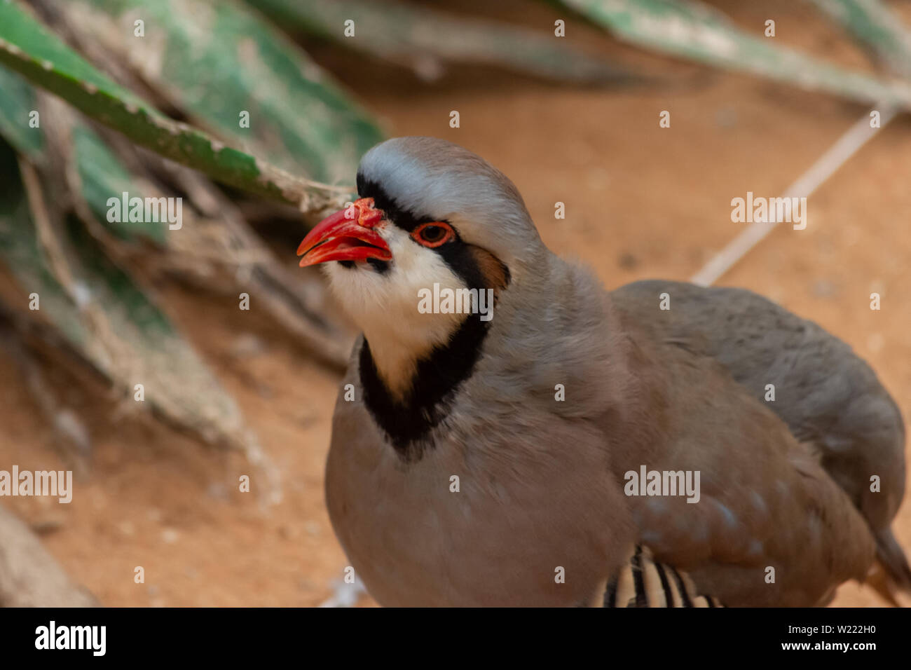 National bird of united arab emirates hi-res stock photography and ...