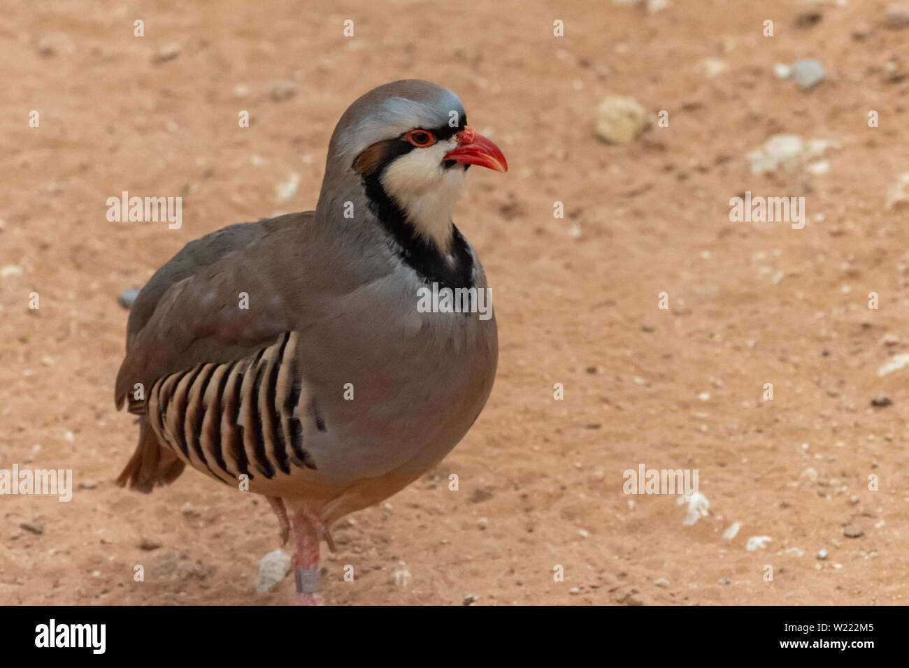 A Chukar Partridge (Alectoris chukar) walks in the desert sand and ...