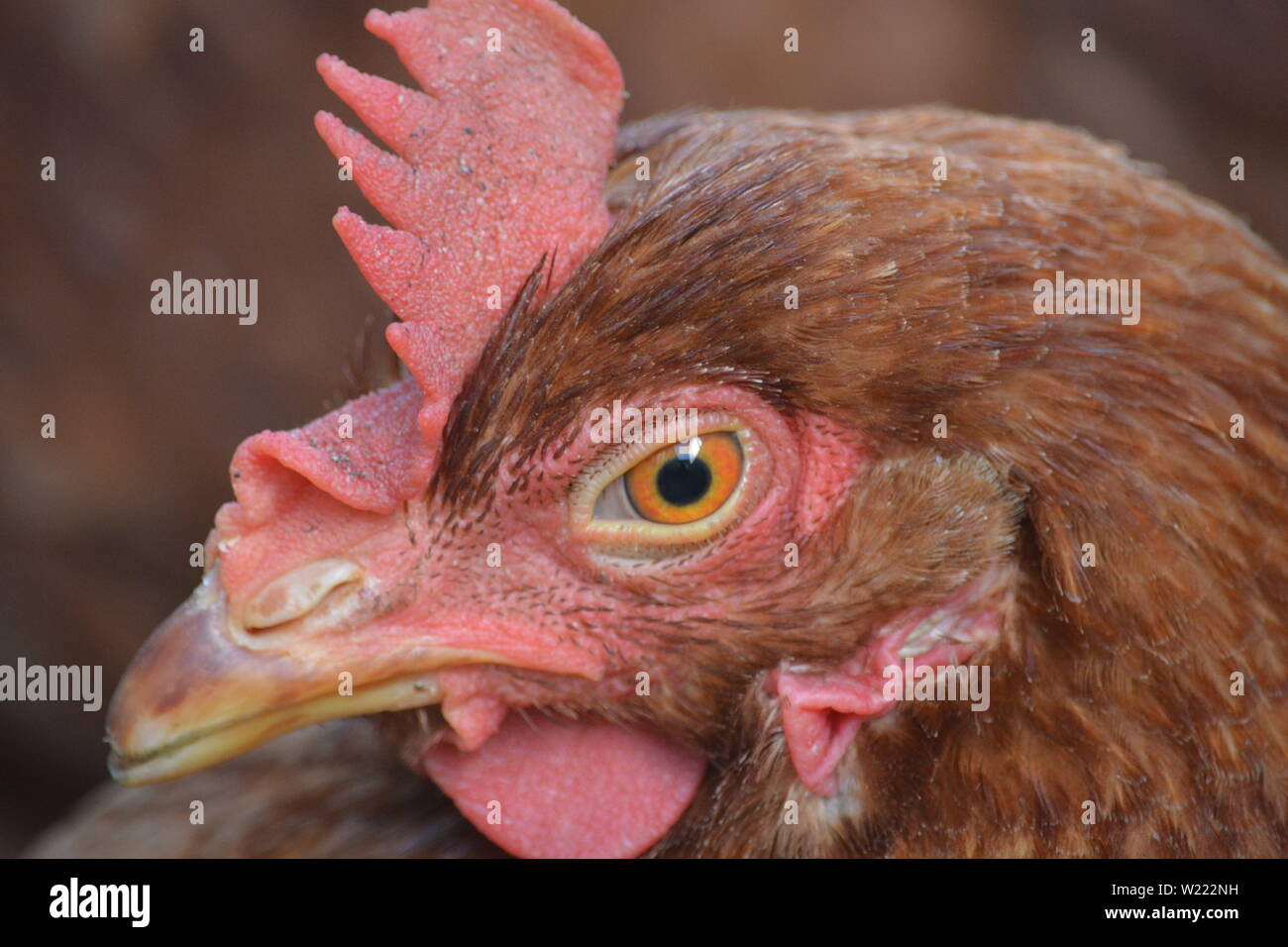 chicken close up of head Stock Photo - Alamy