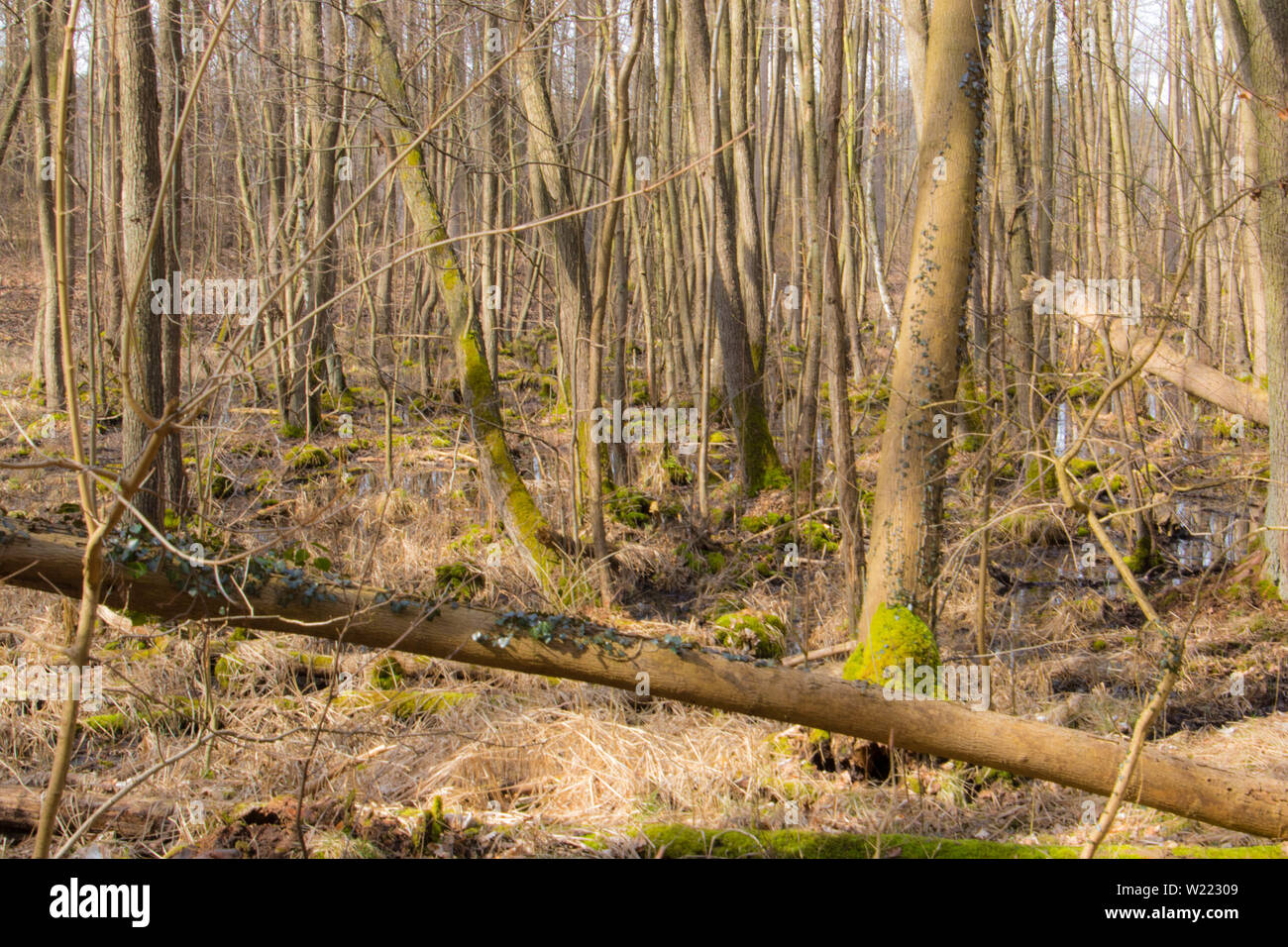 Buckow deutschland hi-res stock photography and images - Alamy