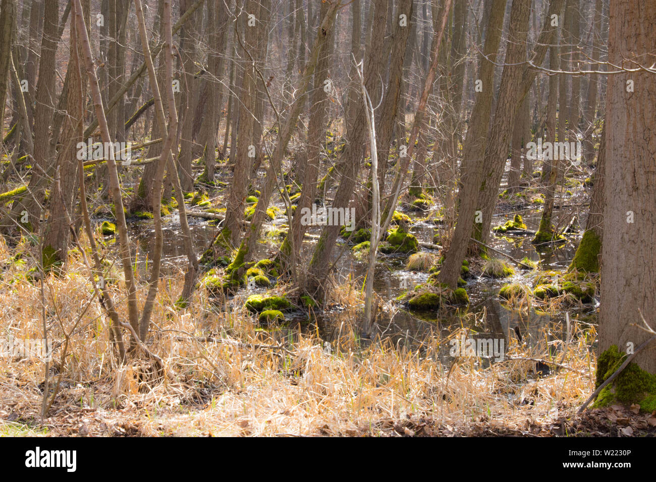 Buckow deutschland hi-res stock photography and images - Alamy