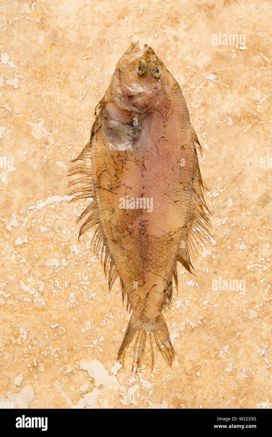 Scaldfish hi-res stock photography and images - Alamy