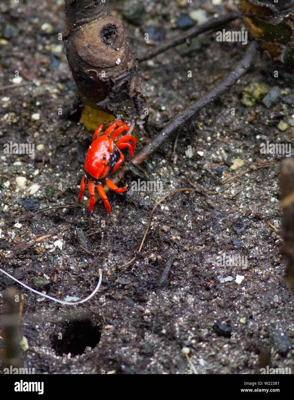 Mud crab hi-res stock photography and images - Alamy