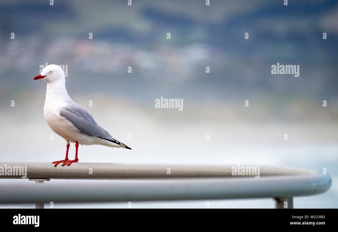 Red-billed Gull - Chroicocephalus scopulinus - native to New Zealand ...