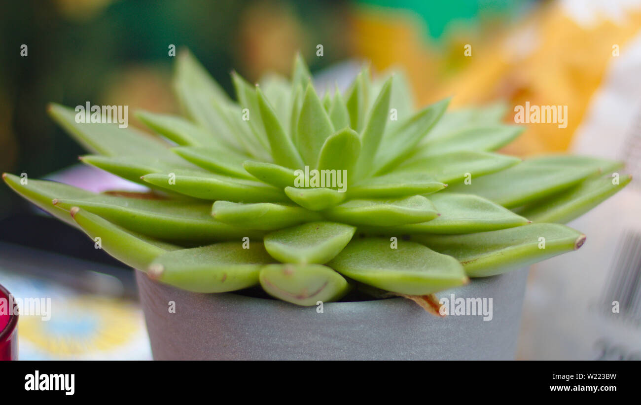English garden barbecue Stock Photo - Alamy