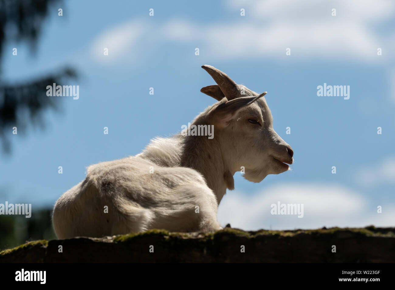 Little white goat High Resolution Stock Photography and Images - Alamy