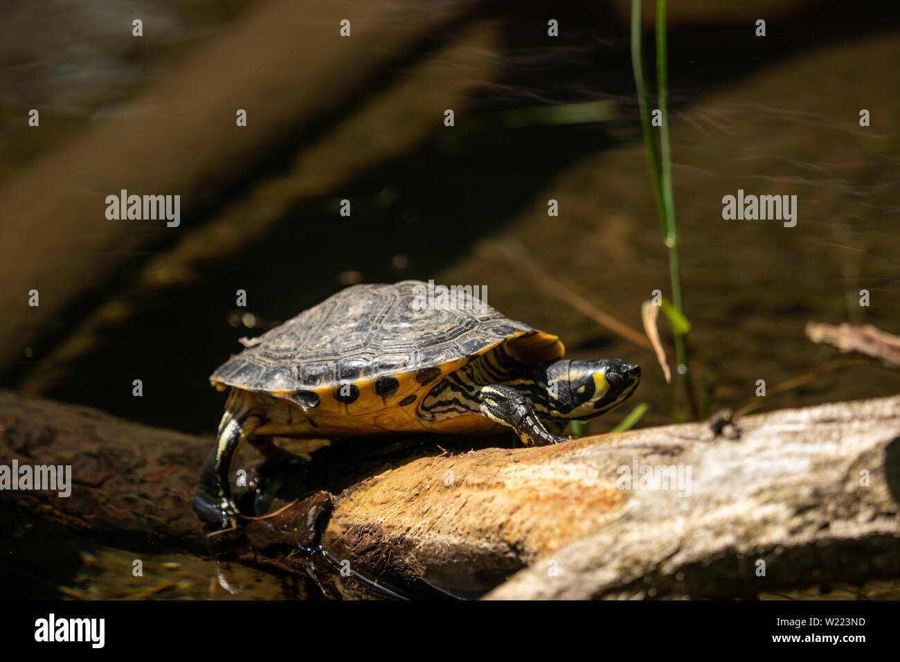 Turtle couple in the lake hi-res stock photography and images - Alamy