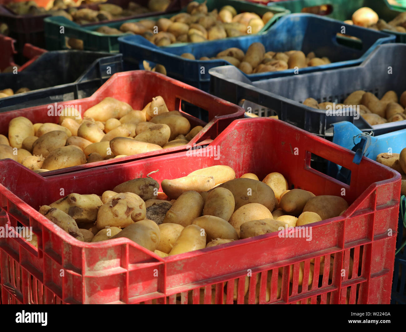 fresh harvesting potatoes in boxes, close up, background Stock Photo ...