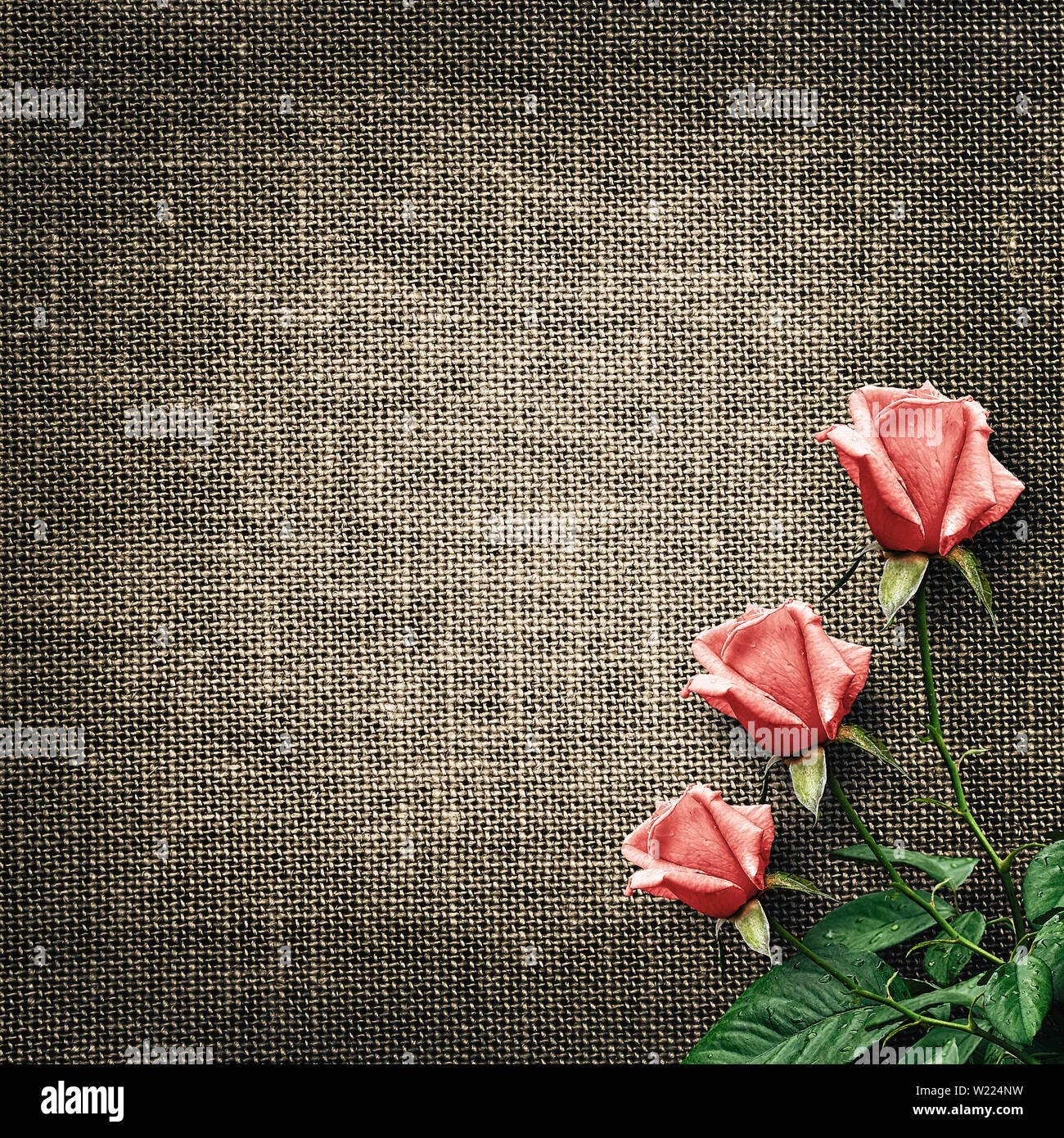 Vintage postcard for congratulation with yellow roses Stock Photo - Alamy