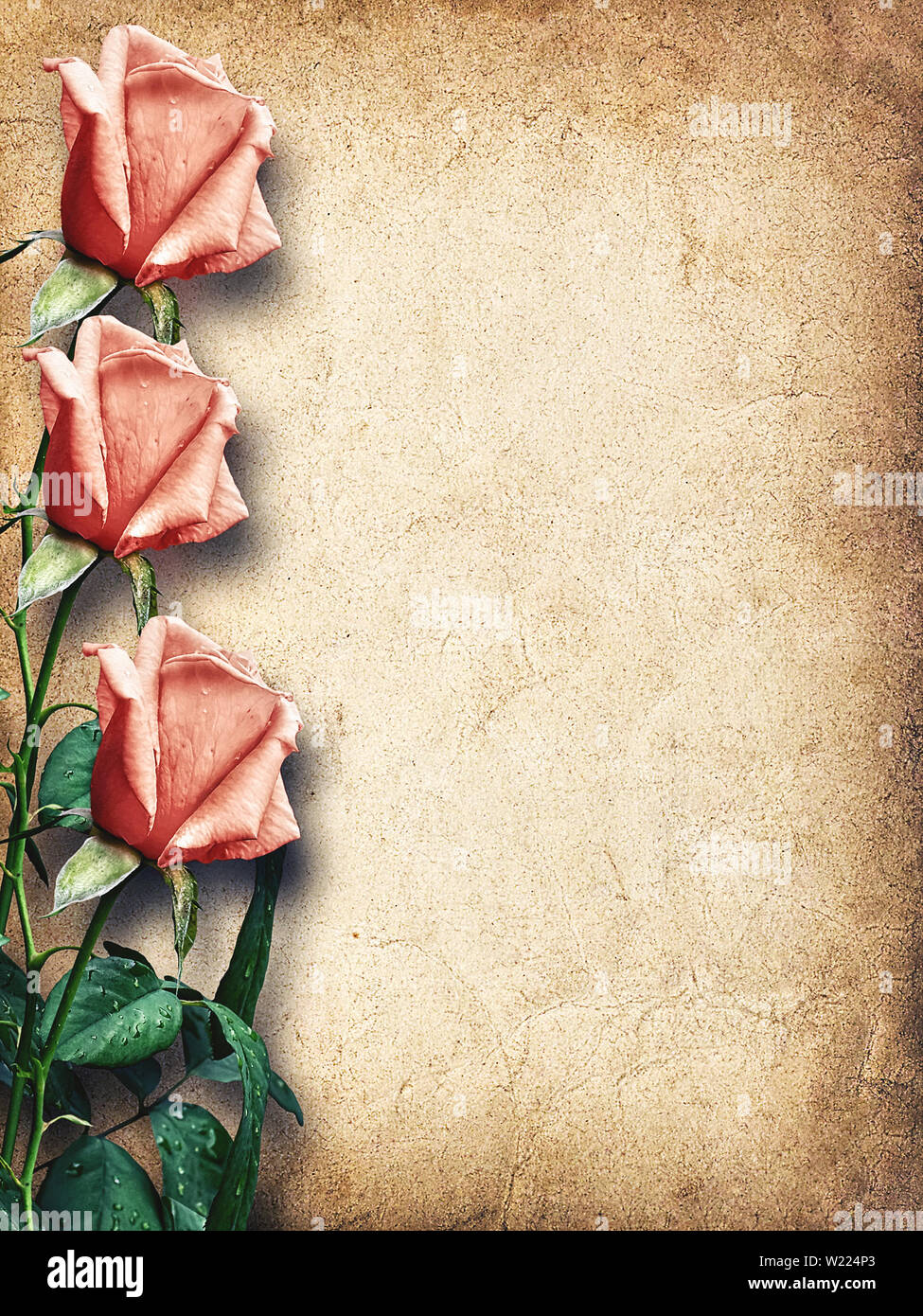 Vintage card for congratulations with pink roses Stock Photo - Alamy