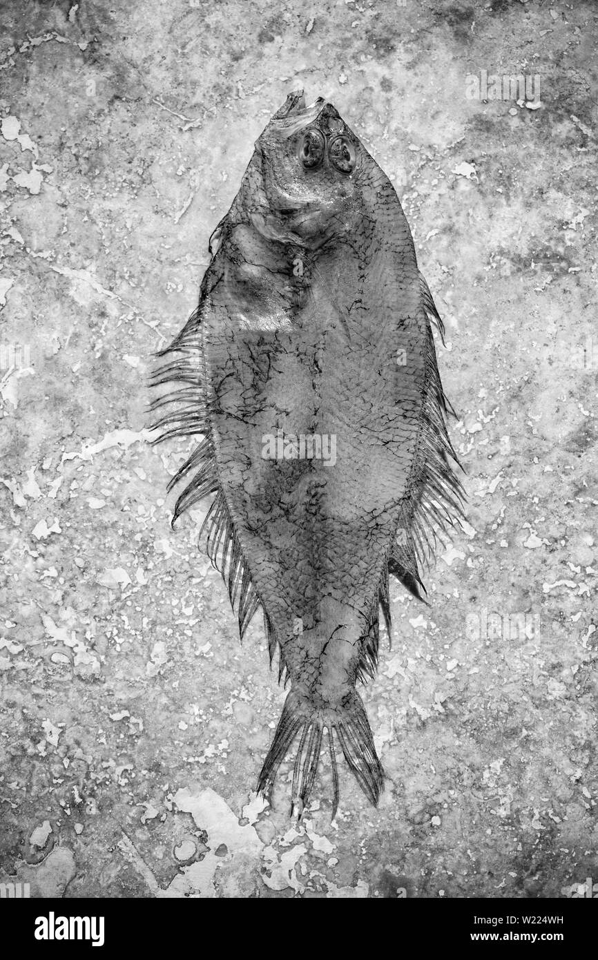 Scaldfish great britain hi-res stock photography and images - Alamy