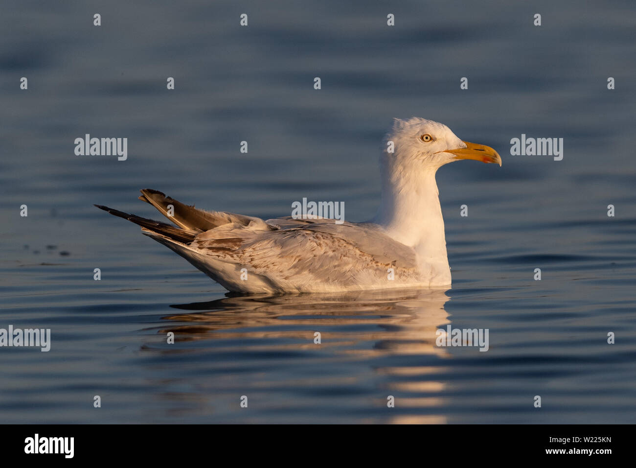 Möwe, Moewe, Heringsmoewe, Vogel, Bird, Wasservogel, Larus fuscus ...