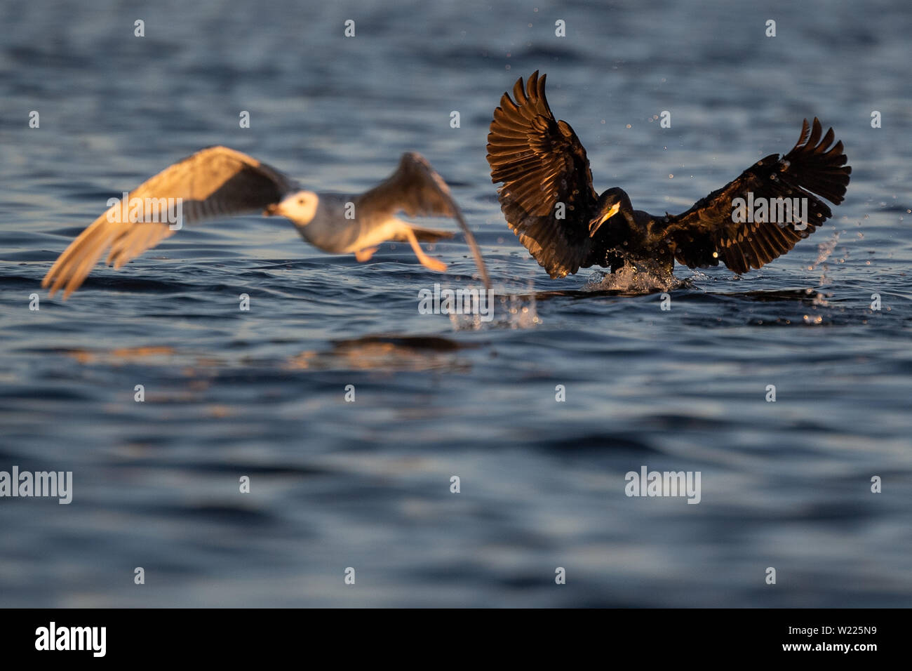 Kormoran, Vogel,Wasservogel, Bird, Phalacrocorax carbo, Great cormorant ...