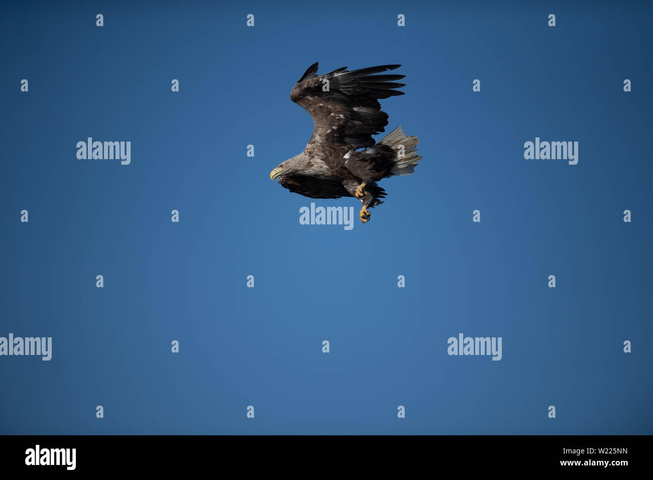 Seeadler, Adler, Vogel, Bird, Haliaeetus albicilla, Greifvogel, White ...