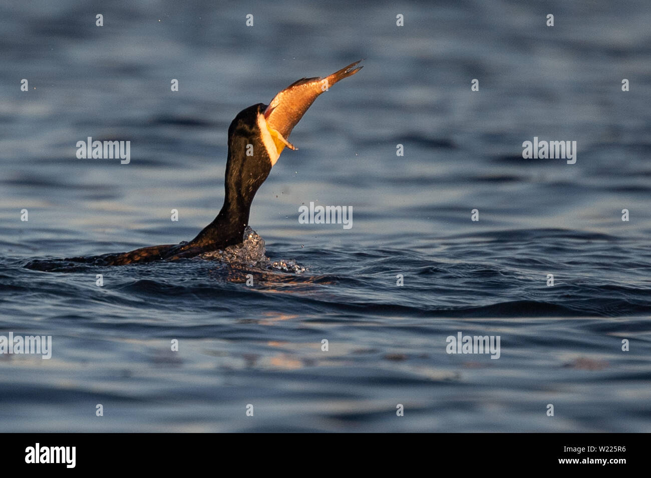 Kormoran, Vogel,Wasservogel, Bird, Phalacrocorax carbo, Great cormorant ...