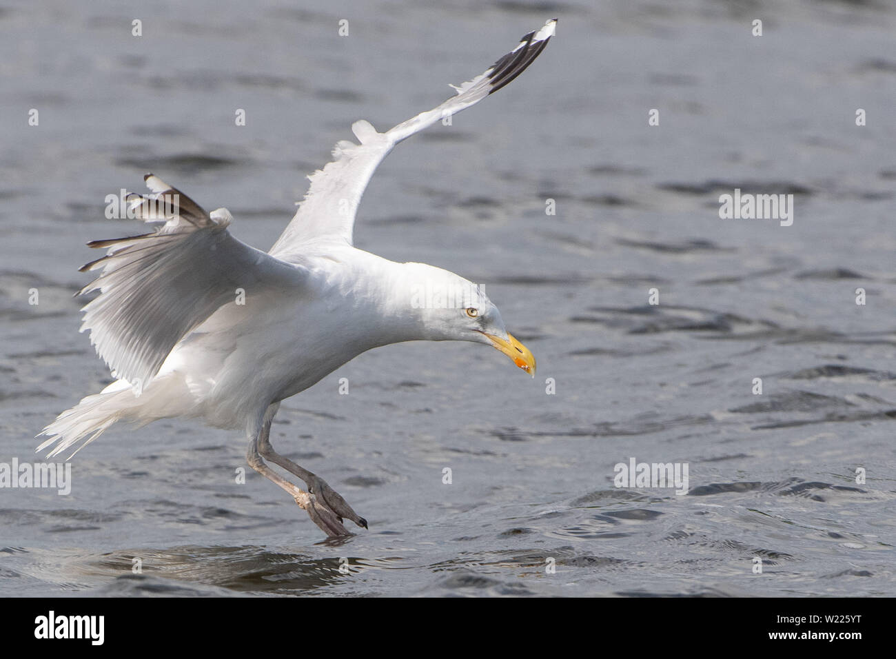 Möwe, Moewe, Heringsmoewe, Vogel, Bird, Wasservogel, Larus fuscus ...