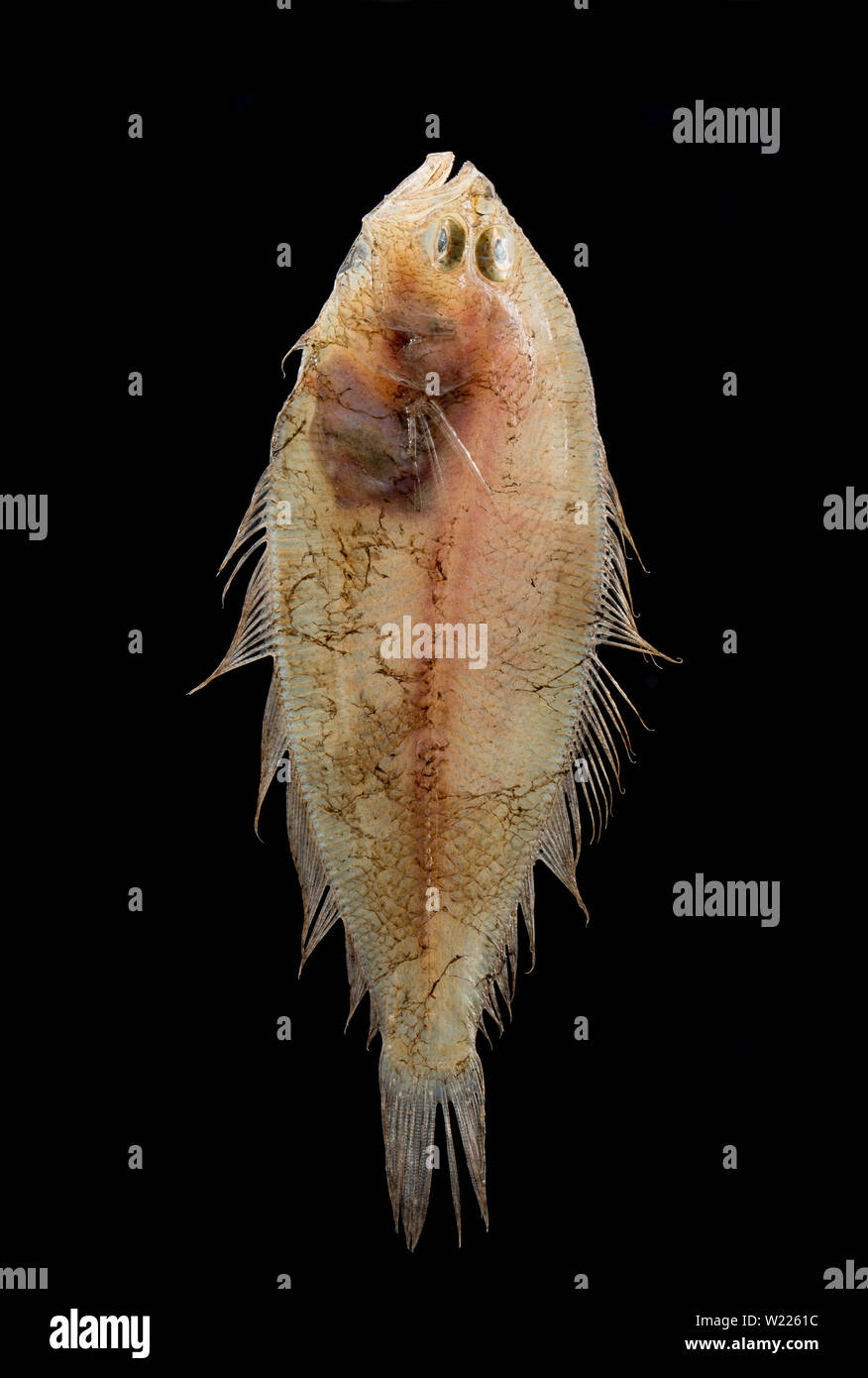 Scaldfish great britain hi-res stock photography and images - Alamy