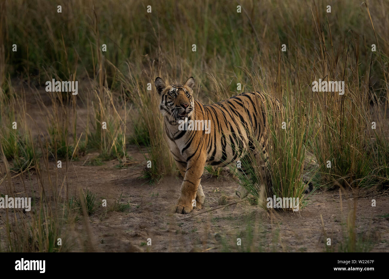 Curious Tiger Cub in Bandhavgarh National Park Stock Photo - Alamy