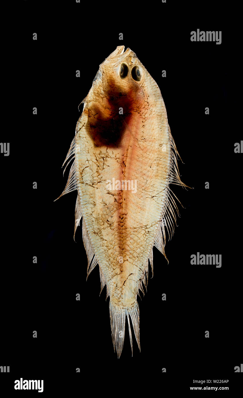 Type of flatfish hi-res stock photography and images - Alamy
