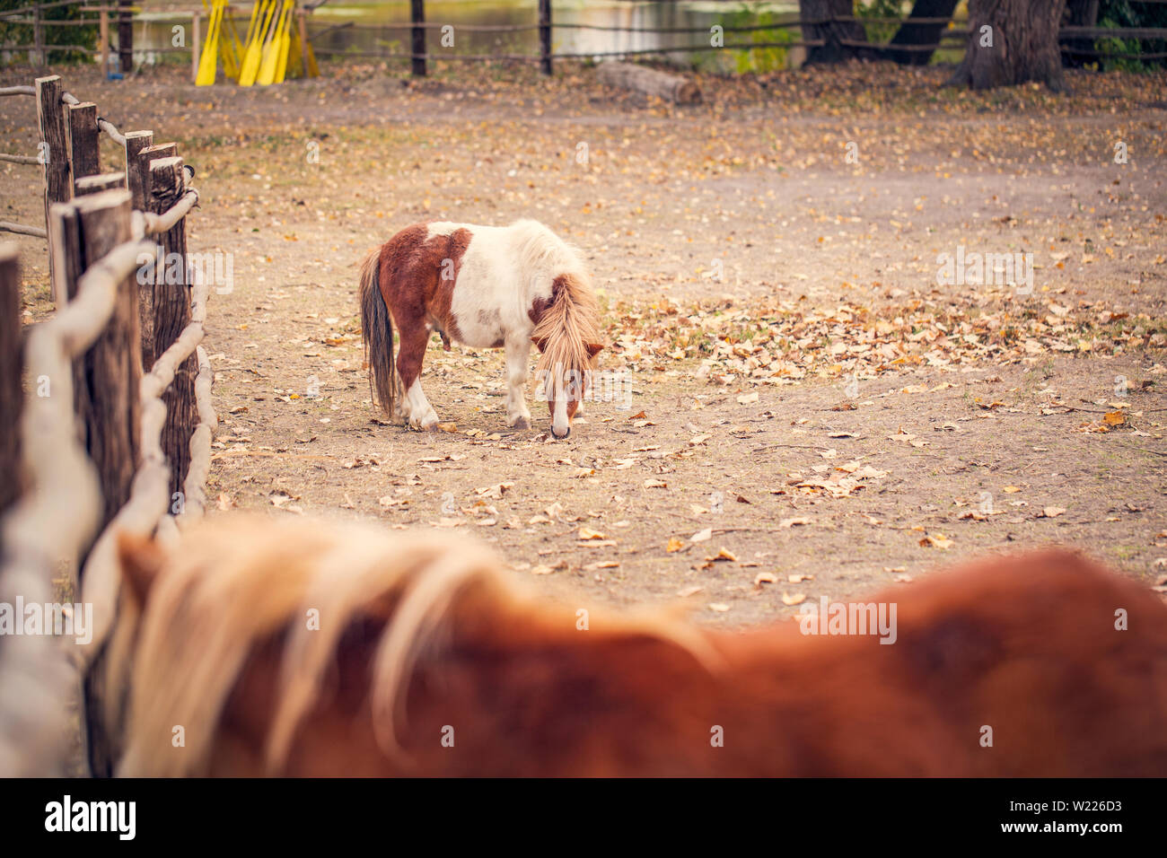 Pony horse- pony horse on a farm outdoors - pet animal Stock Photo - Alamy