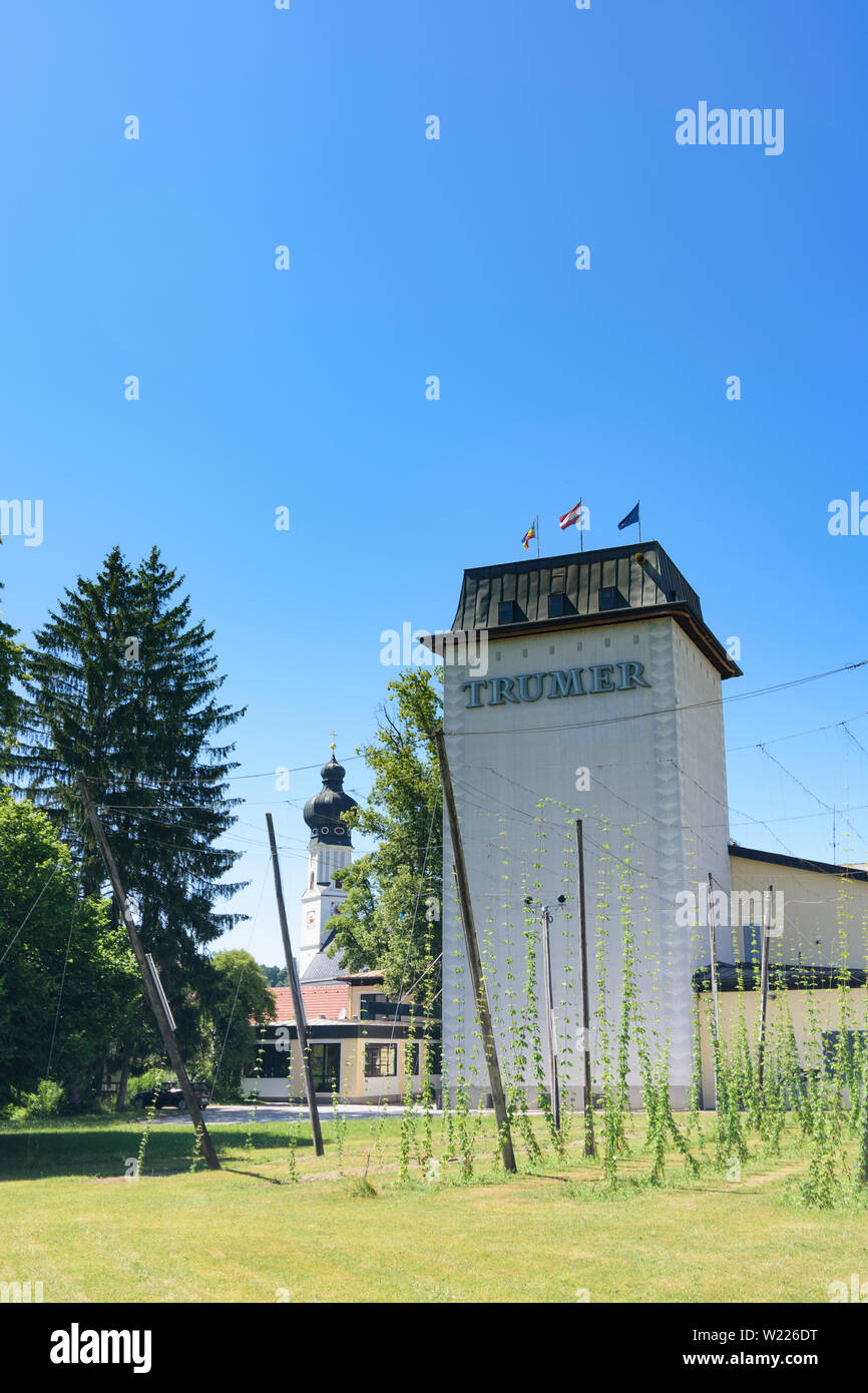 Obertrum am See: brewery Trumer Privatbrauerei in Flachgau, Salzburg ...