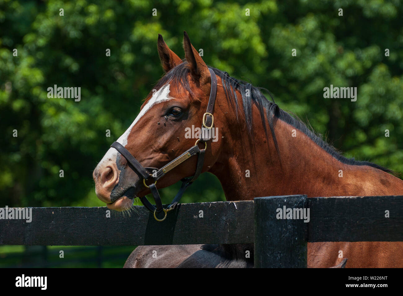 Kentucky thoroughbred horse farm hi-res stock photography and images ...