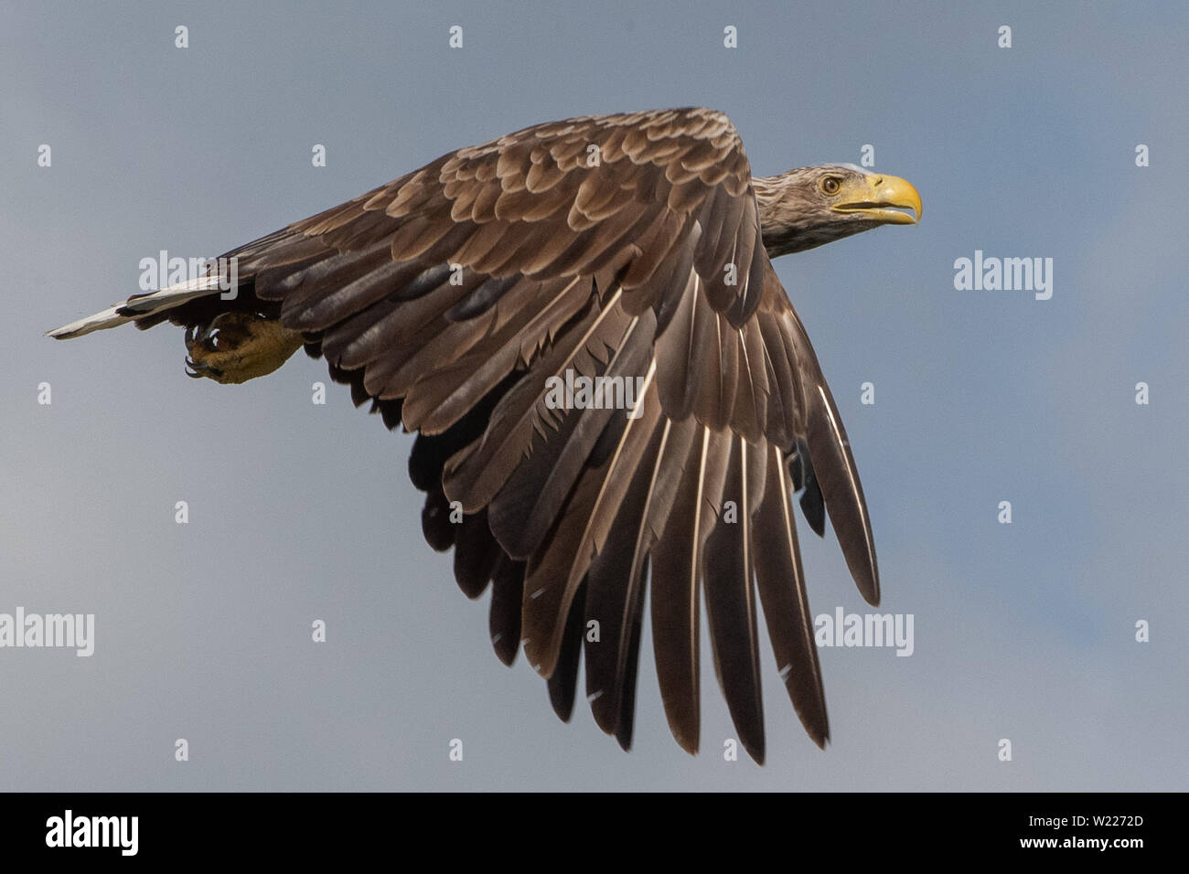 Seeadler, Adler, Vogel, Bird, Haliaeetus albicilla, Greifvogel, White ...