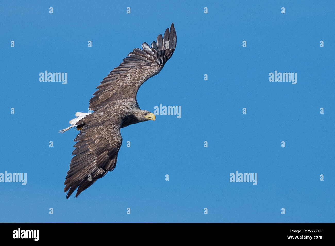 Seeadler, Adler, Vogel, Bird, Haliaeetus albicilla, Greifvogel, White ...