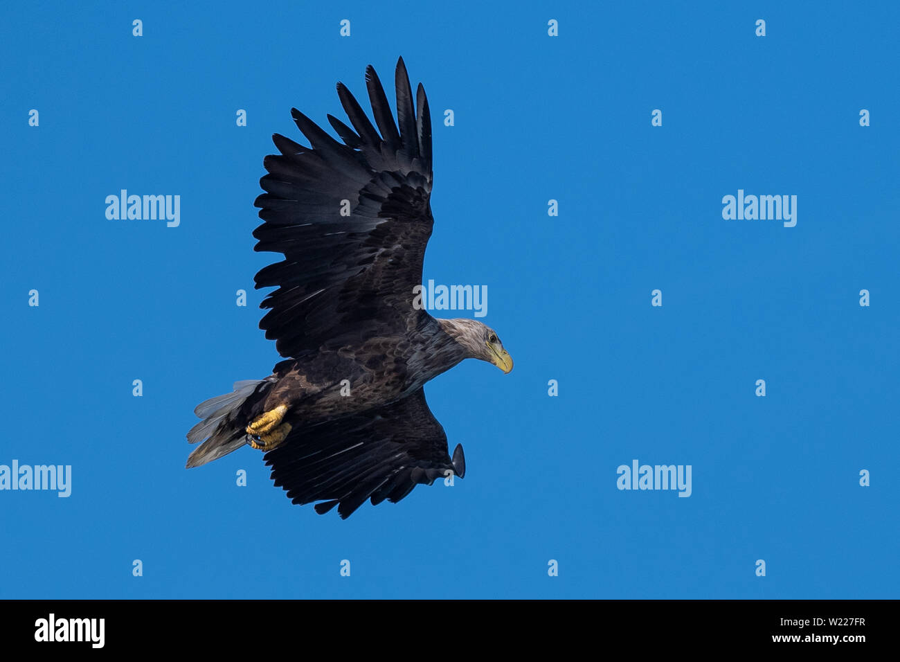 Seeadler, Adler, Vogel, Bird, Haliaeetus albicilla, Greifvogel, White ...