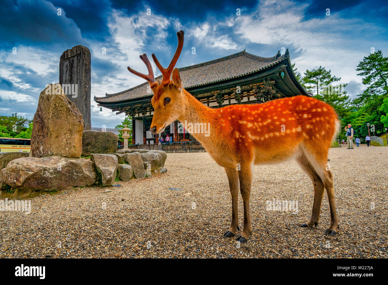 Deer roaming in the streets of Nara, Japan Stock Photo - Alamy