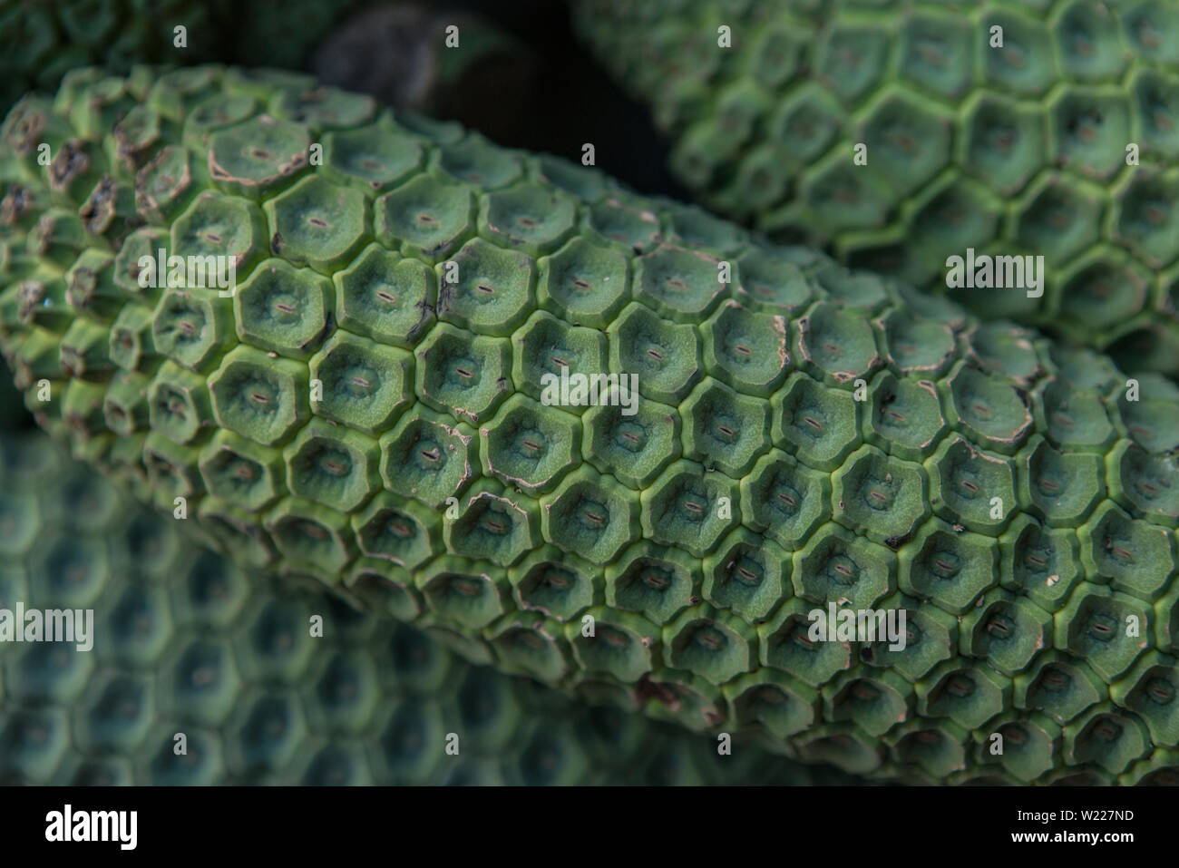Banana pineapple fruit in Funchal Madeira Stock Photo - Alamy