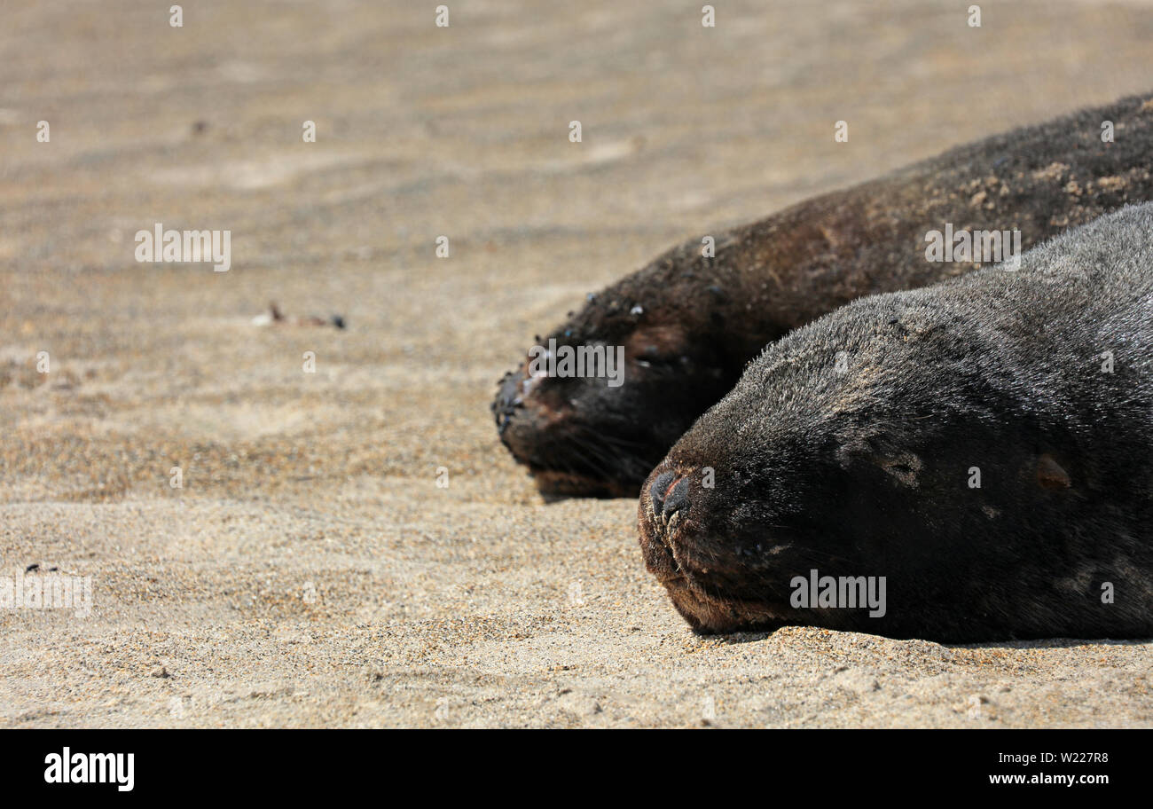 Seals on the beach in New Zealnad Stock Photo - Alamy