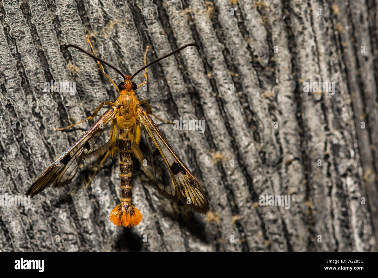 Borer moth hi-res stock photography and images - Alamy