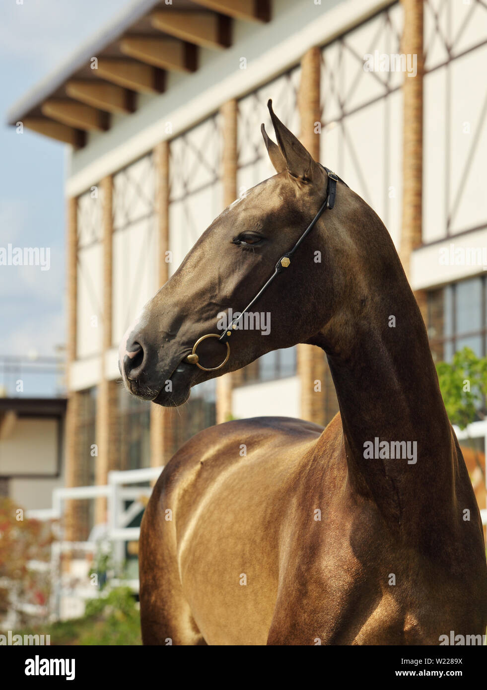 Akhal-Teke horses in a stud farm, Ashgabat, Turkmenistan Stock Photo ...