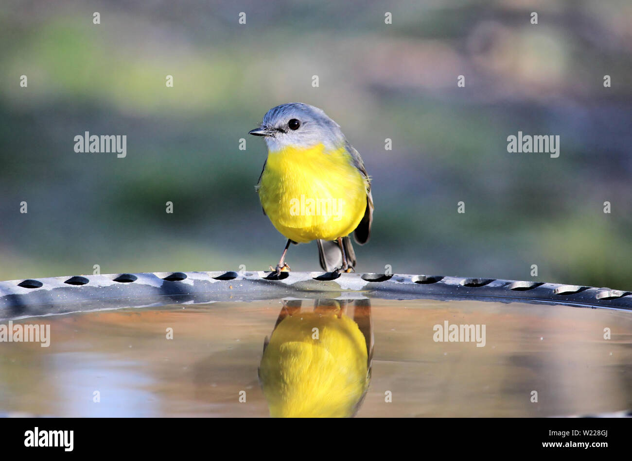Eastern Yellow Robin (Eopsaltria australis) at birdbath, South ...