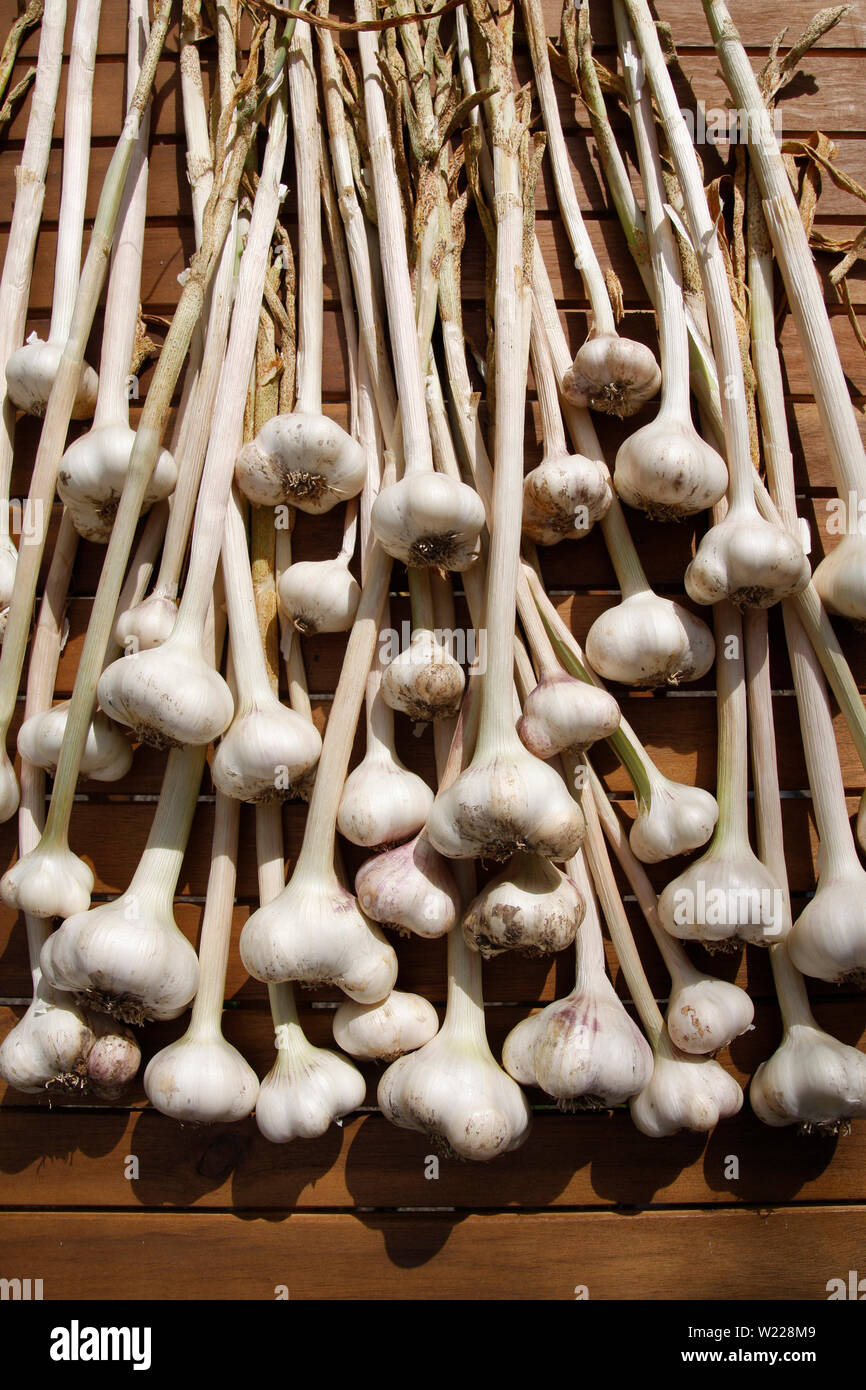 Allotment grown garlic bulbs drying in the sun Stock Photo - Alamy