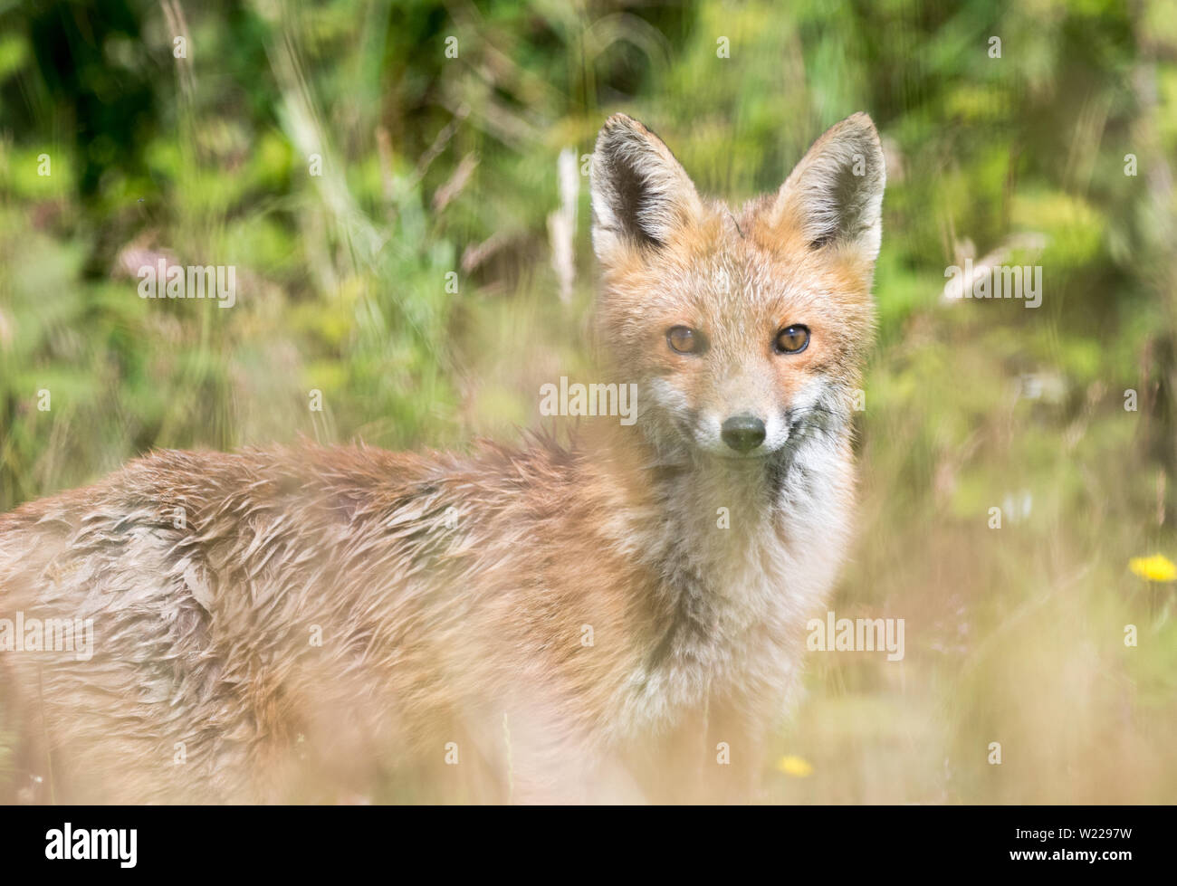 Fox (Vulpes vulpes Stock Photo - Alamy