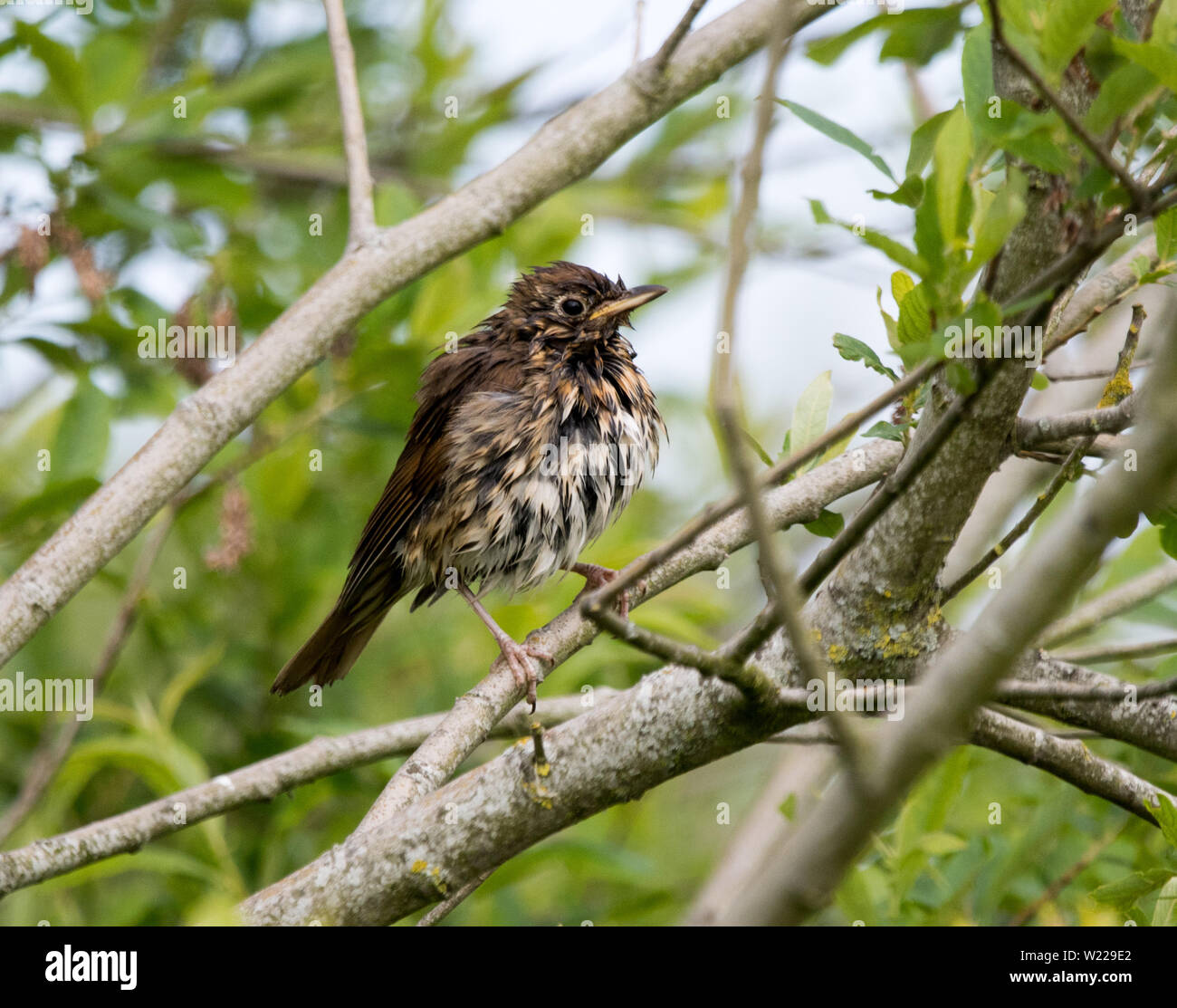 Fledgling song thrush hi-res stock photography and images - Alamy