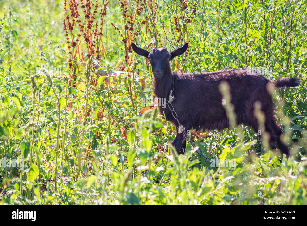 View of cute small black goat outdoors with chain around its neck Stock ...