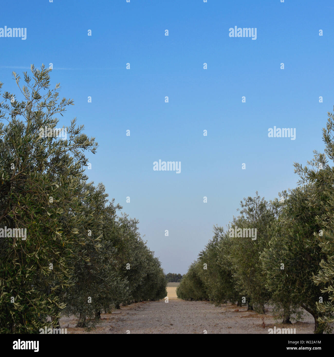 Olive tree field hi-res stock photography and images - Alamy