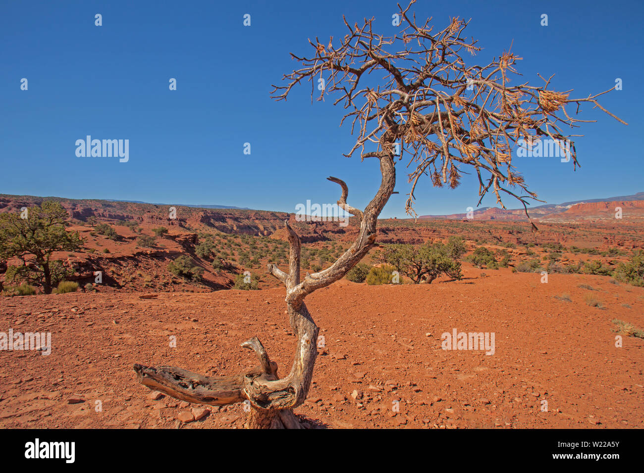 Dead fir tree hi-res stock photography and images - Alamy