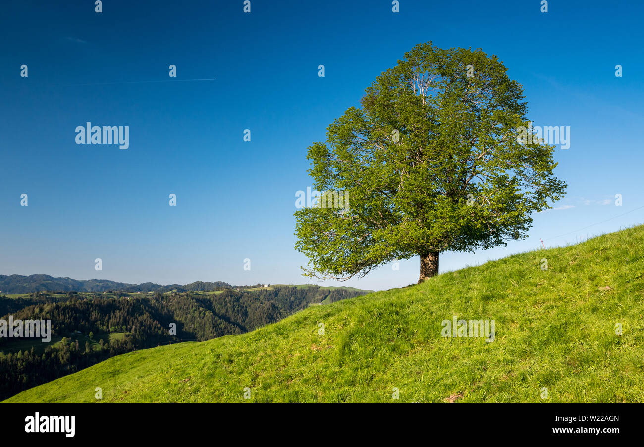a lonely tree on a hill in Emmental Stock Photo - Alamy