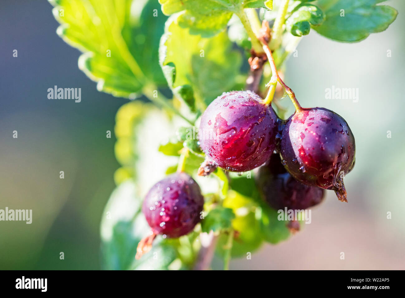 View of a ripe gooseberry on a branch of gooseberries in the garden ...