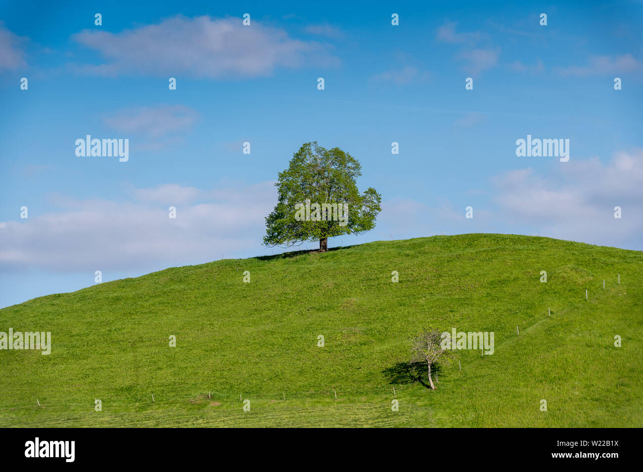 a lonely tree on a hill in Emmental Stock Photo - Alamy