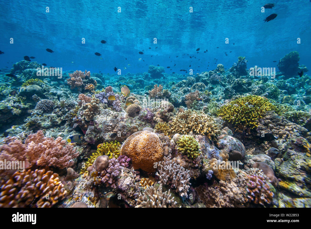 Coral reef in South Pacific Stock Photo - Alamy
